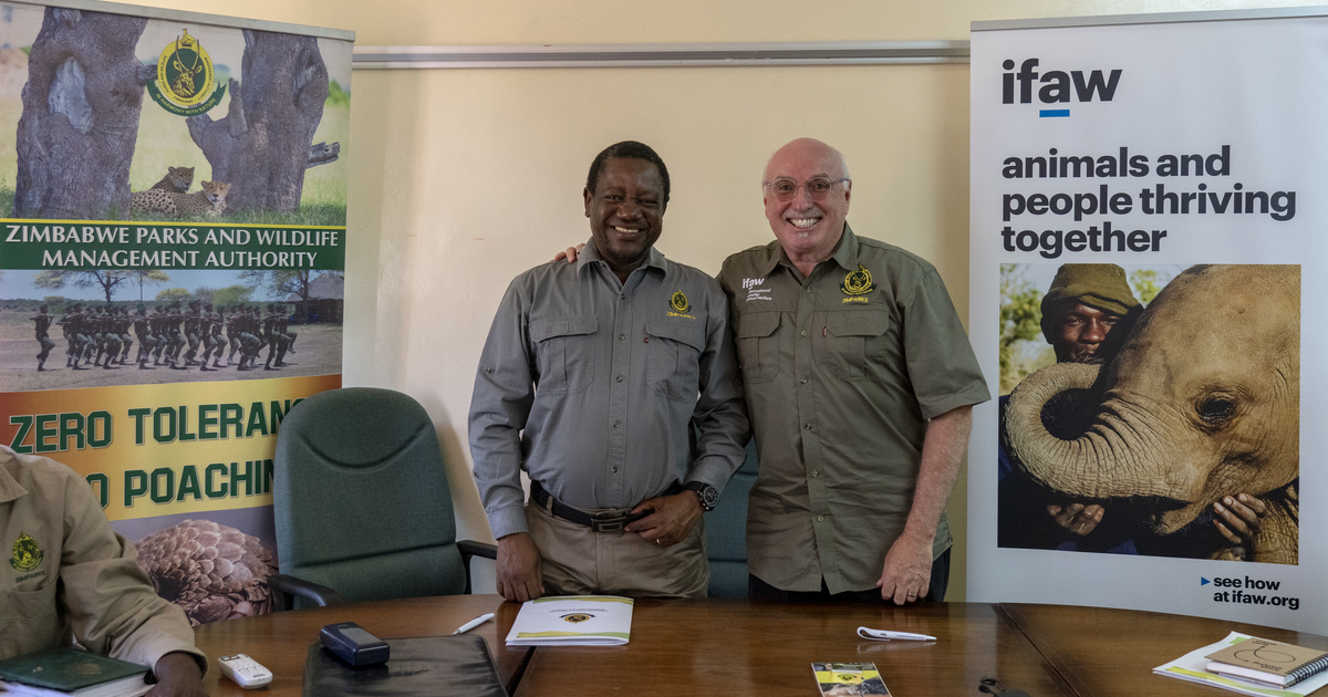 MoU between IFAW and ZimParks: The start of a value-driven Conservation ...