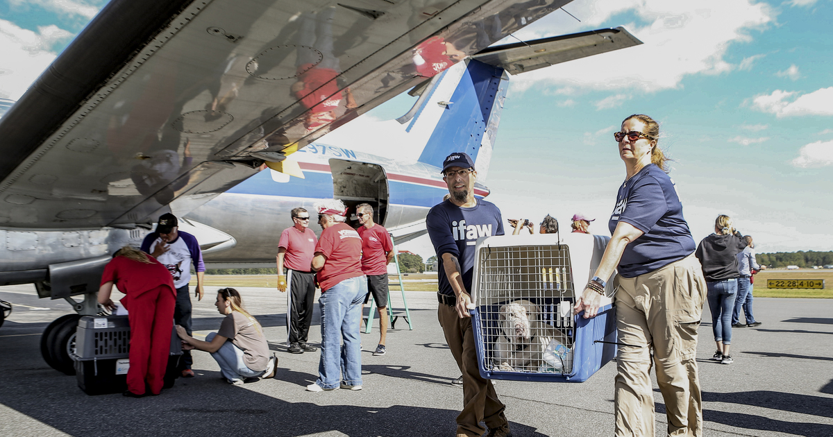 IFAW geeft dieren die orkaan Dorian hebben overleefd een nieuw thuis in ...