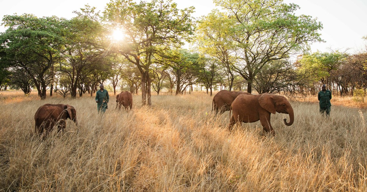 Sinking Ship Entertainment launches elephant conservation campaign with ...
