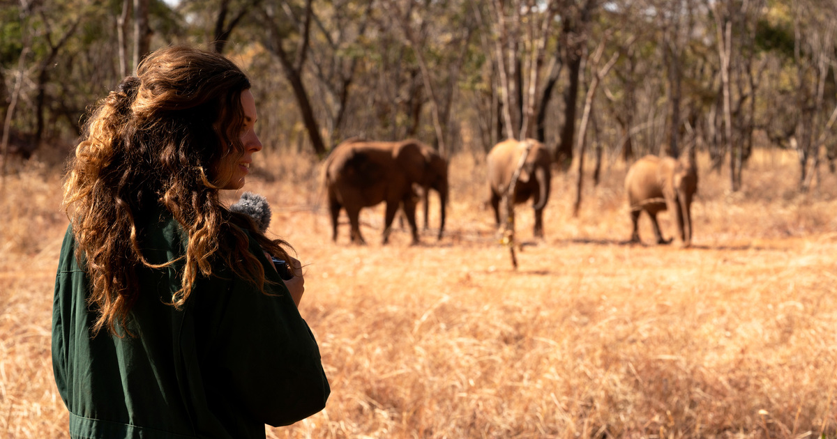 How can I help elephants?