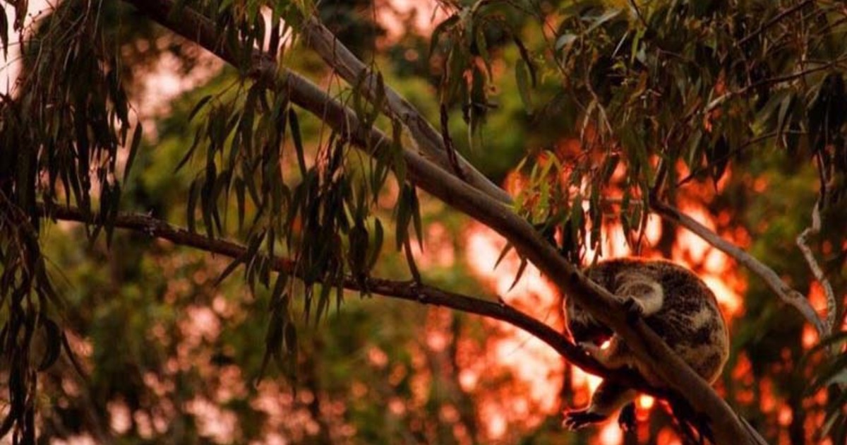 Australia Bushfire - Updates from the field