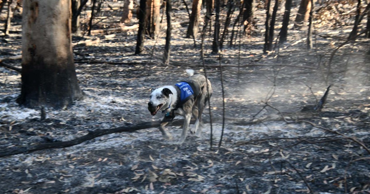 Bear, ifaw’s koala detection dog, deployed to locate animal survivors ...