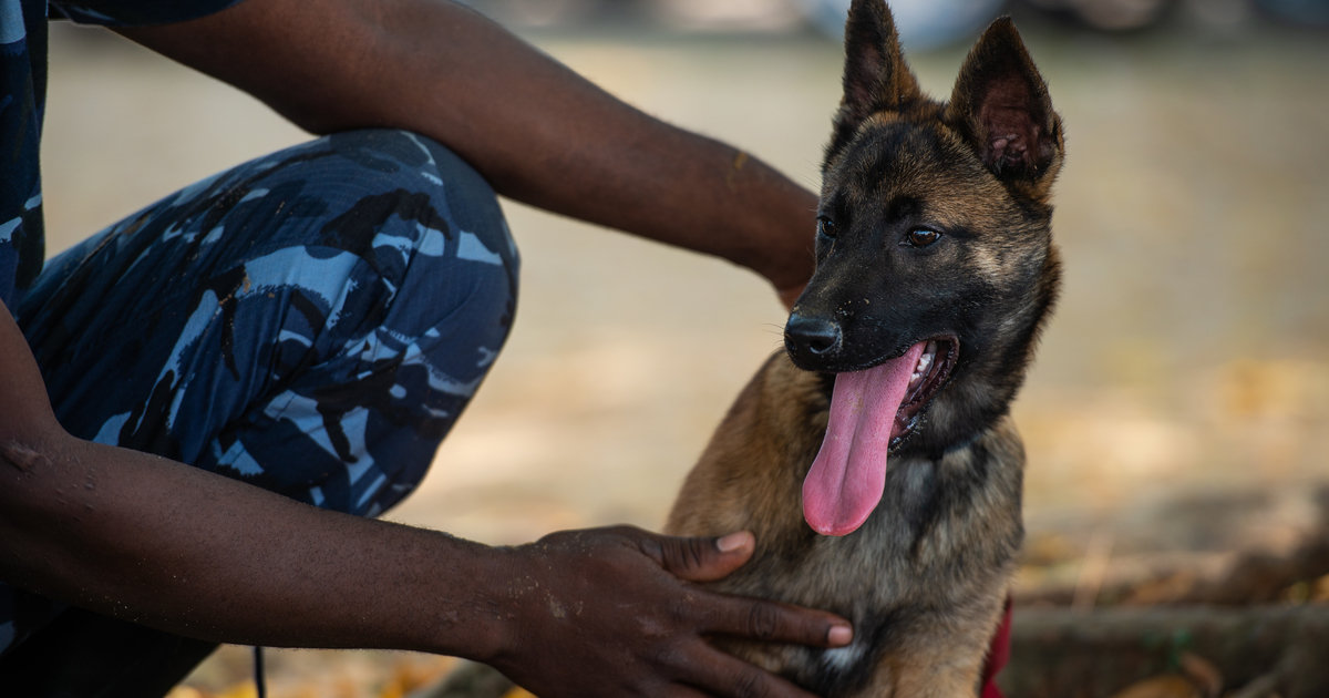 Our detection dogs require high-level athlete care