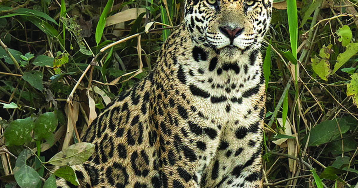 Major boost for jaguar conservation as iconic but threatened species is ...