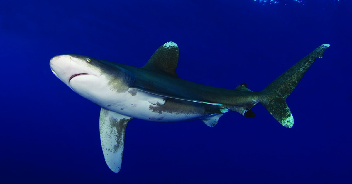 Urgently needed protection granted to shark species on the brink of ...