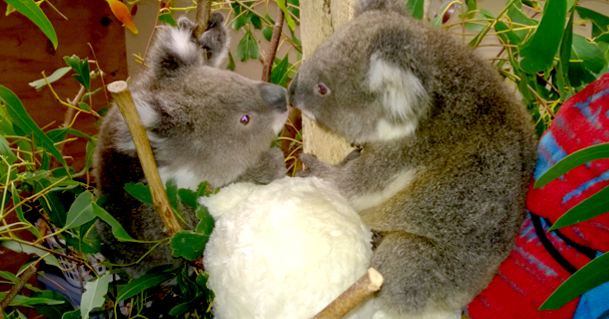 Victoria announces some protections for koalas in blue gum plantations