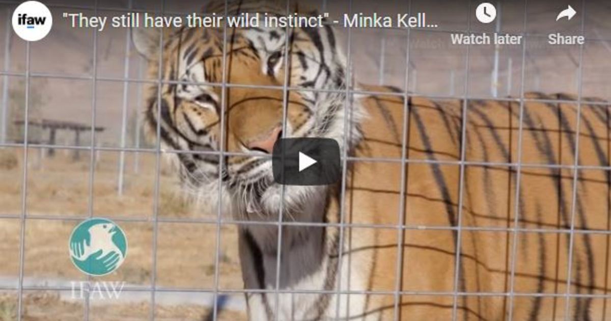 Tiger attack puts spotlight on dangers, poor conditions of big cats in ...
