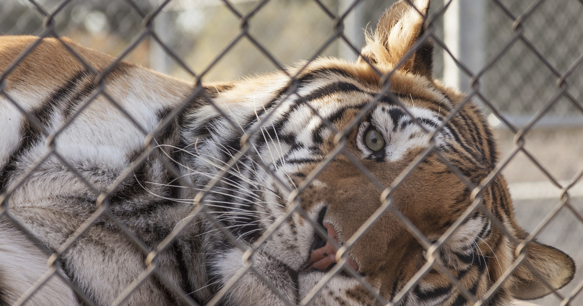 Best of Big Cats: ifaw rescues and protects big cats across the world