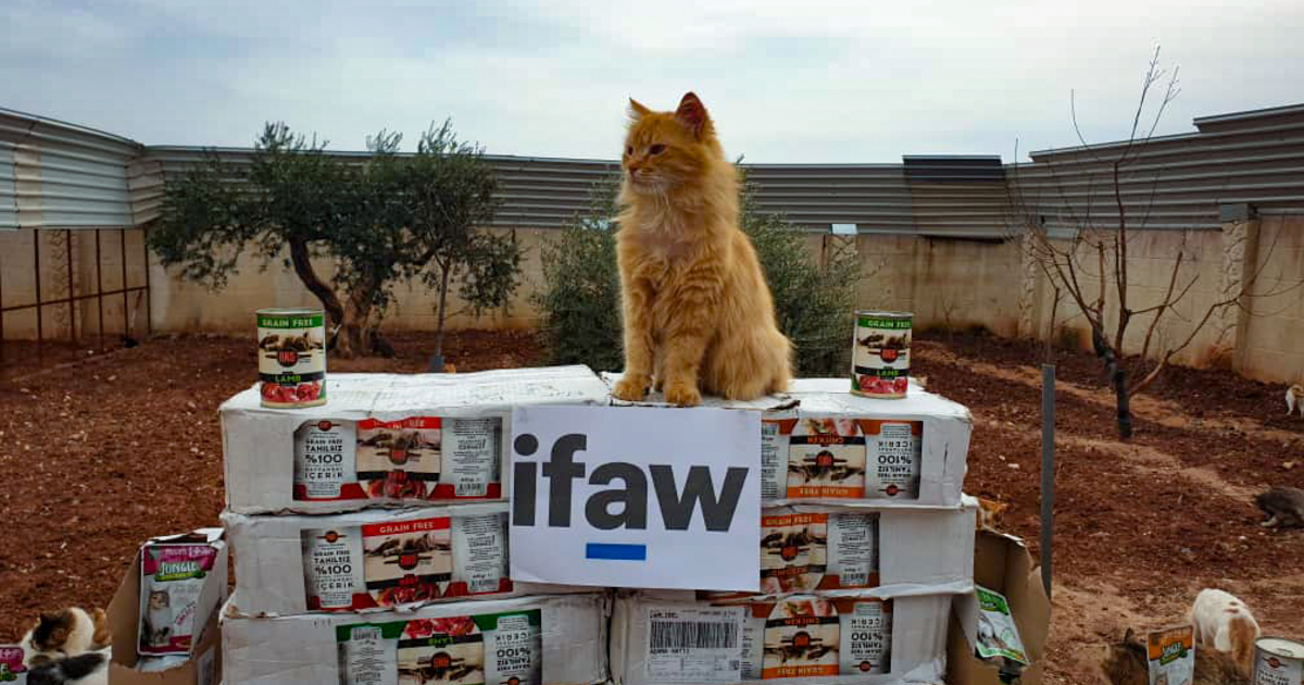Never giving up: Syrian animal sanctuary receives support