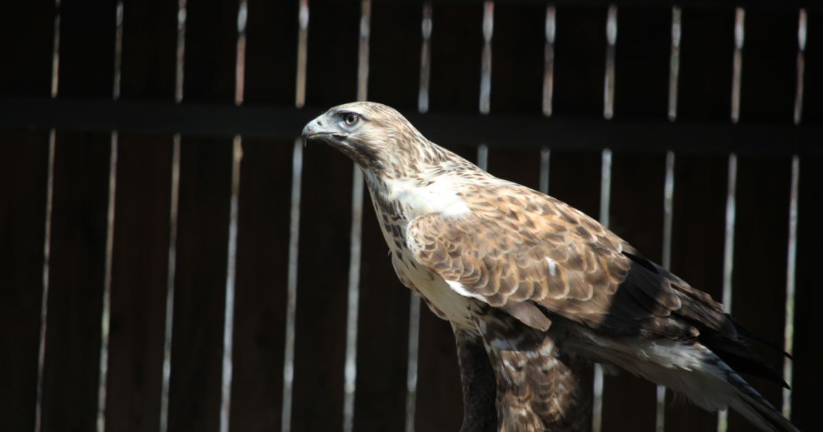 Caring for raptors in China during COVID-19: A diary from a rehabilitator