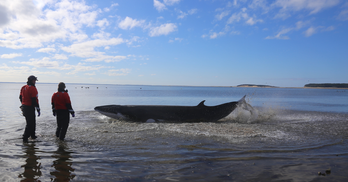 rescuing a minke whale: a behind the scenes look at the action on the ...