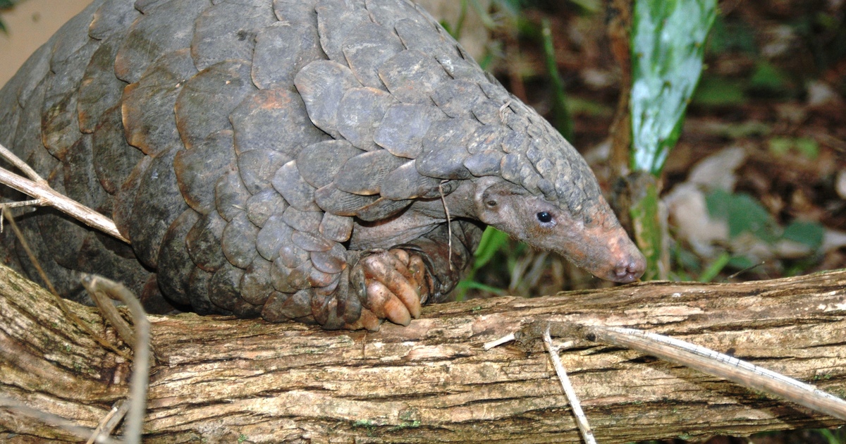 China moves to protect the pangolin in 2020