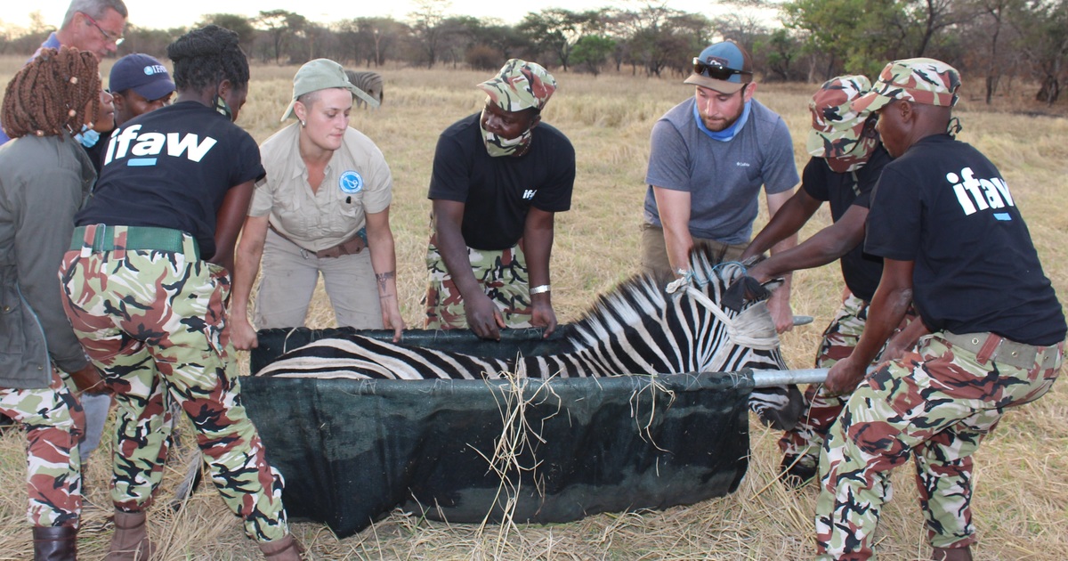 zebra and waterbuck translocation helps make Kasungu National Park a ...