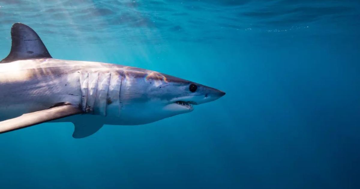 turning commitments into actions for sharks and rays