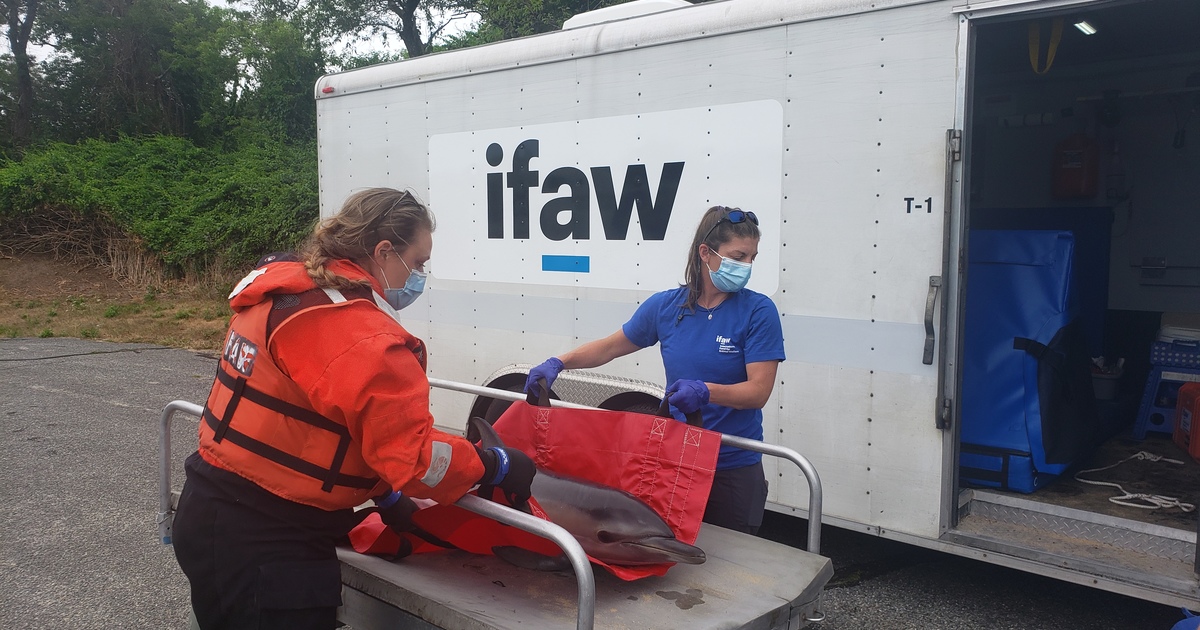 ifaw's rescue operation to save a mother-calf dolphin pair found ...