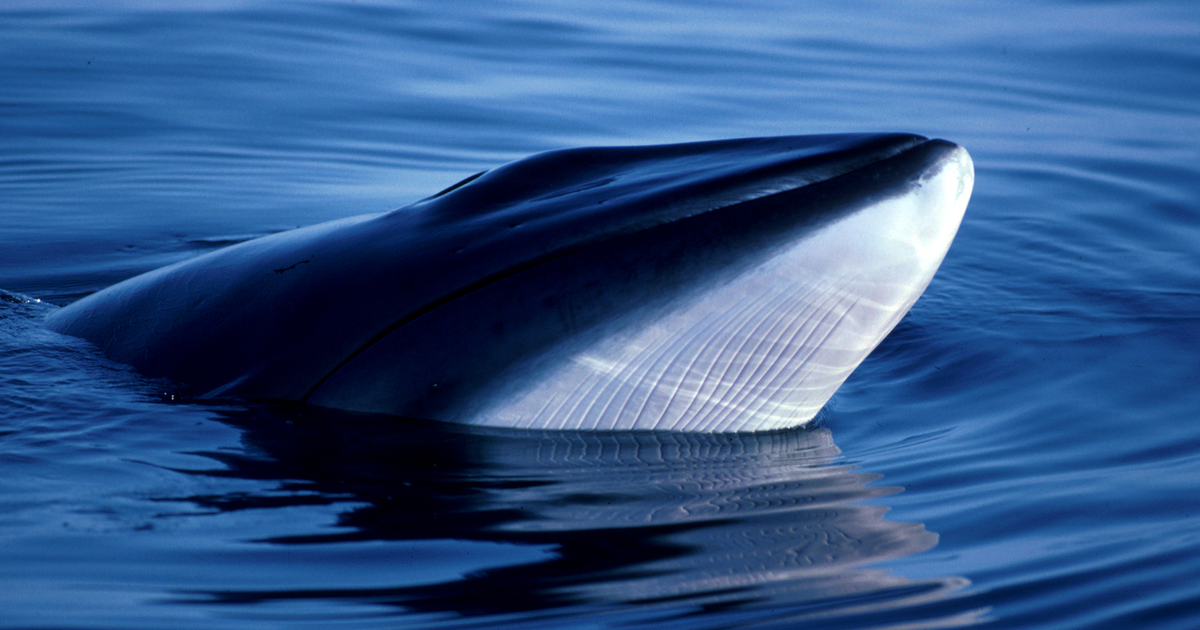 the truth about scientific whaling | IFAW