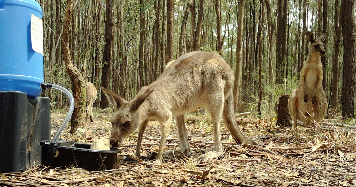 water stations help Australia's wildlife recover from bushfires