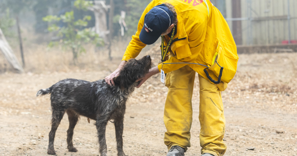 ifaw deploys to California to rescue animals during the wildfires