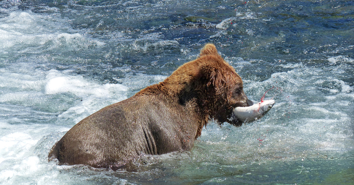 Pebble Mine project halted for wildlife