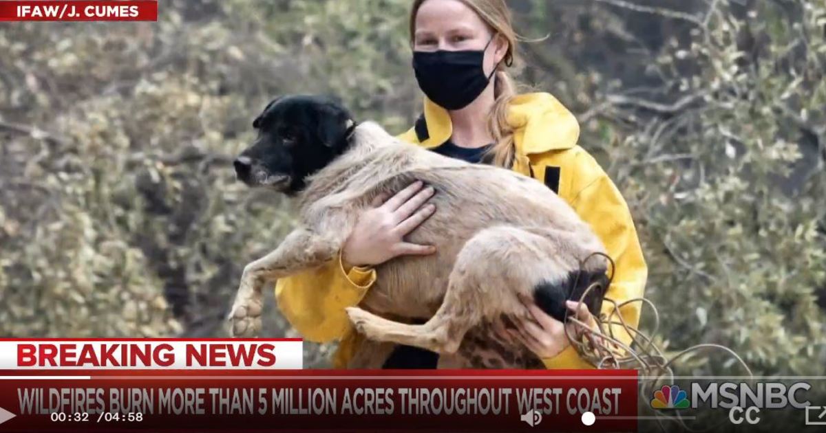 ifaw featured on MSNBC for wildfire rescues