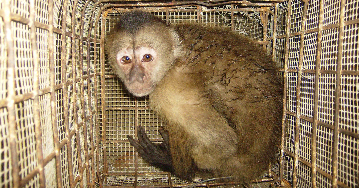 the end of a lifetime of lockdown for primates as pets in the UK?
