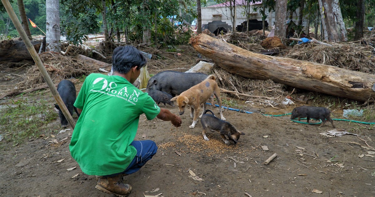 ifaw provides rescue aid to Indonesia during multiple disasters