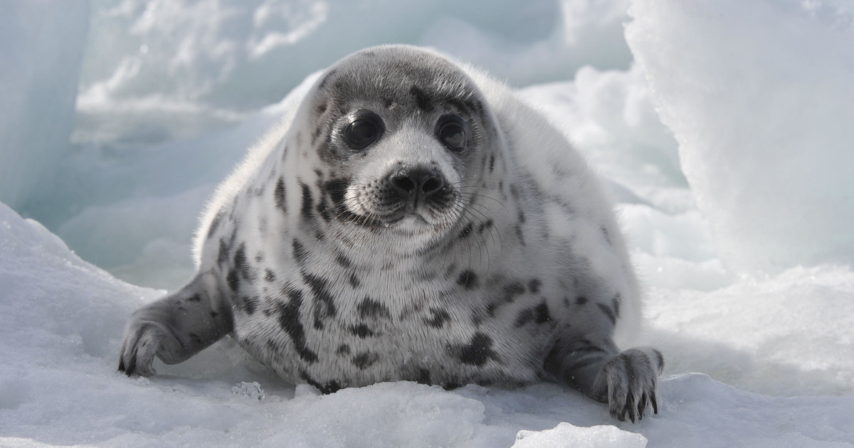 The threats to harp seals continue in 2021 | IFAW
