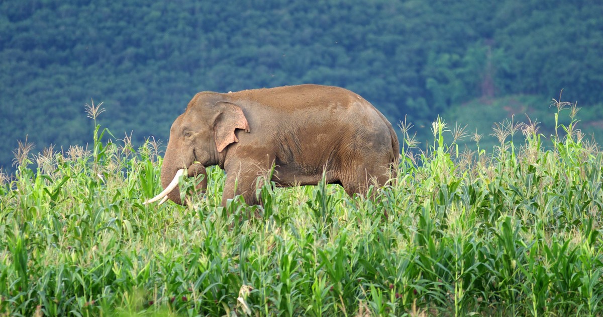 community heroes - first human elephant safety network established in ...