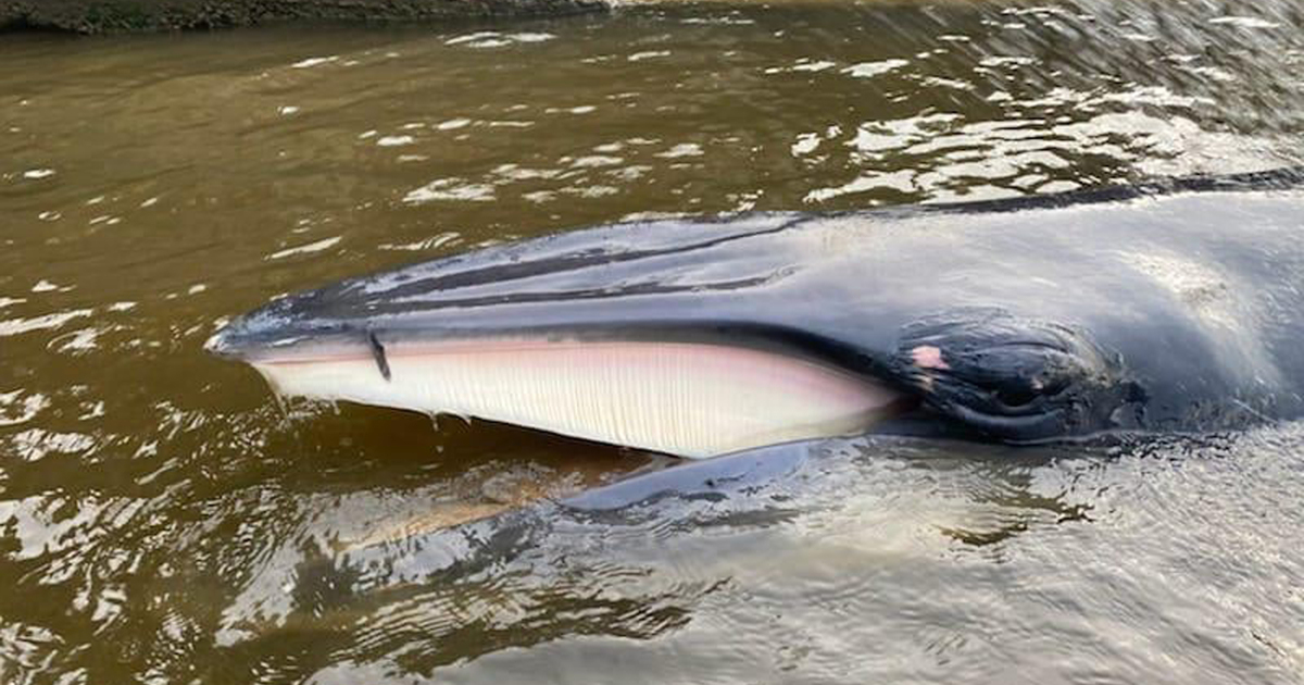 Thames minke whale—what can we learn from this tragedy? | IFAW