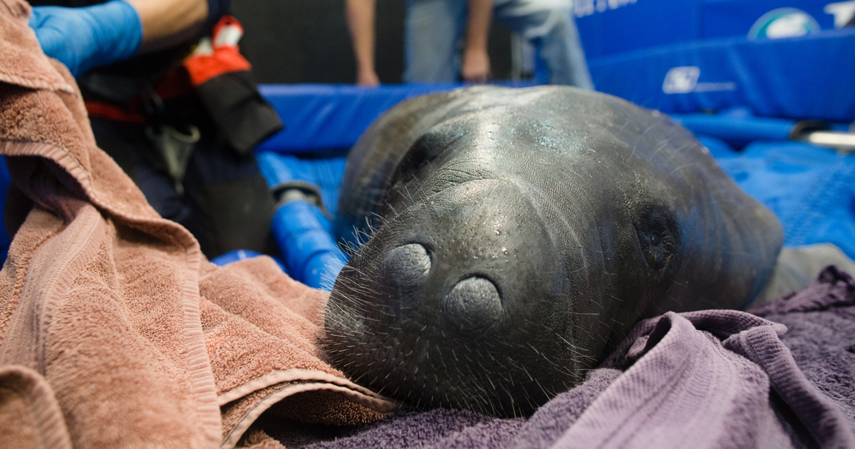 Pregnant manatee rescued, transported back home | IFAW