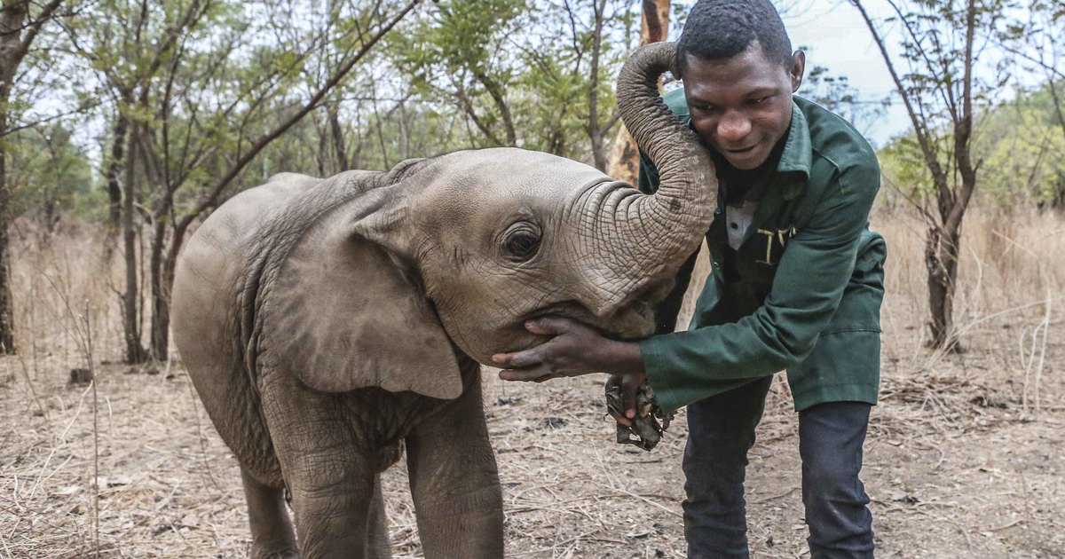 DNA results reveal orphaned elephant’s family herd | IFAW