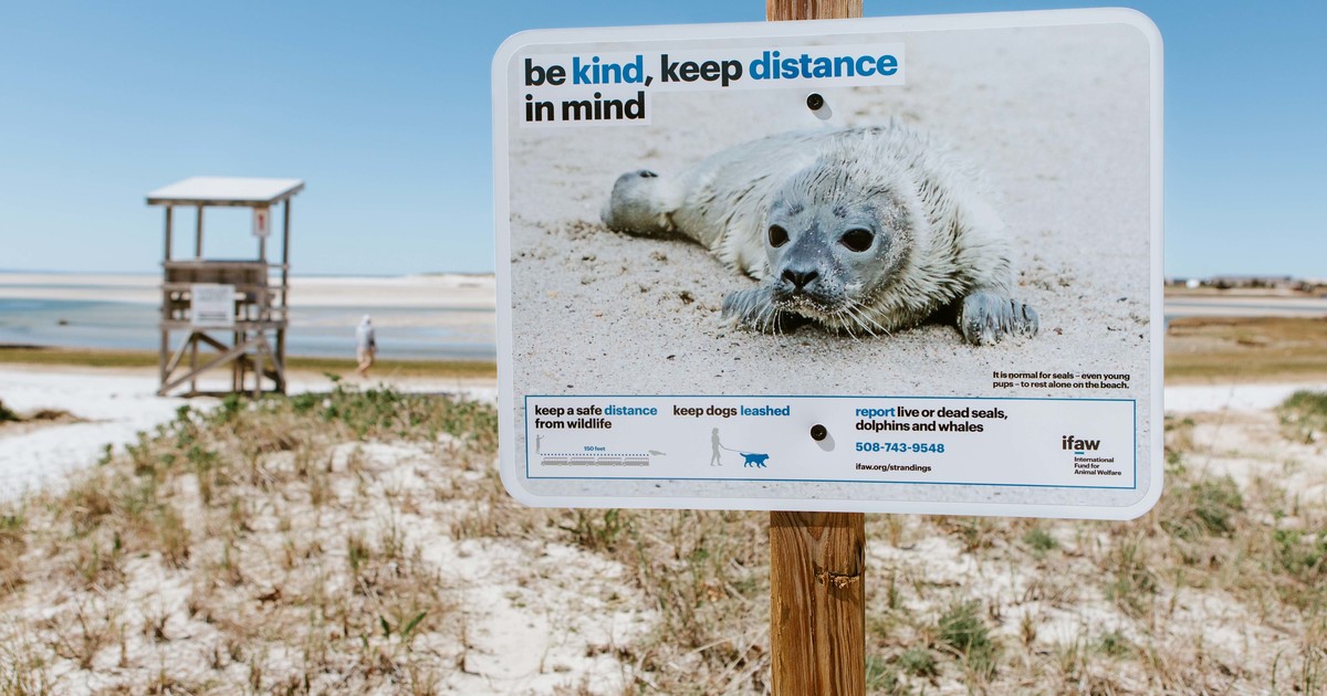 beach signs inspire coexistence with seals on Cape Cod | IFAW