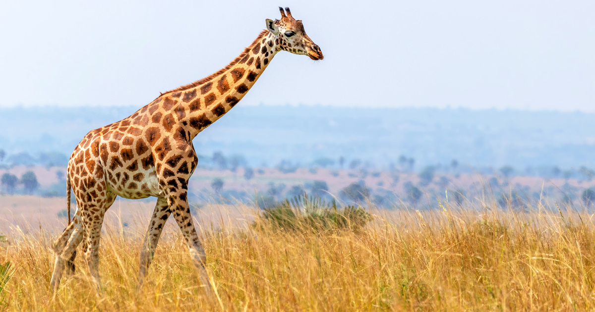 Are giraffes endangered? | IFAW
