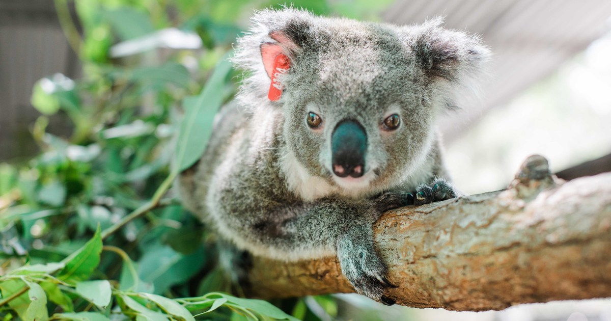 what it's like to rehabilitate a koala | IFAW