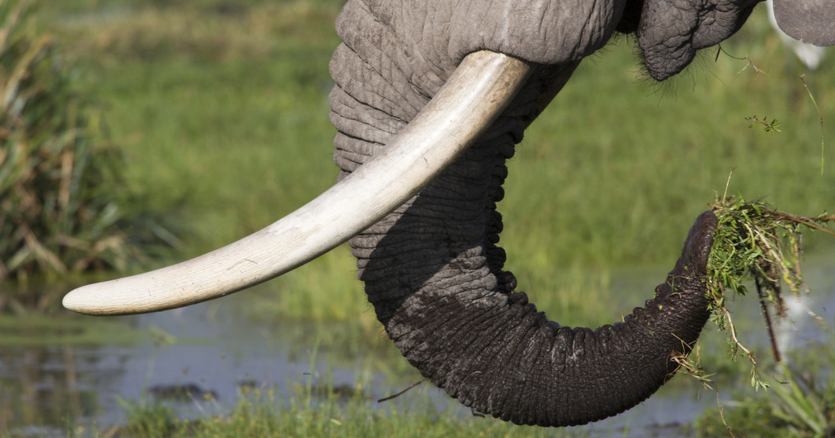 Why some creative poaching solutions fail | IFAW