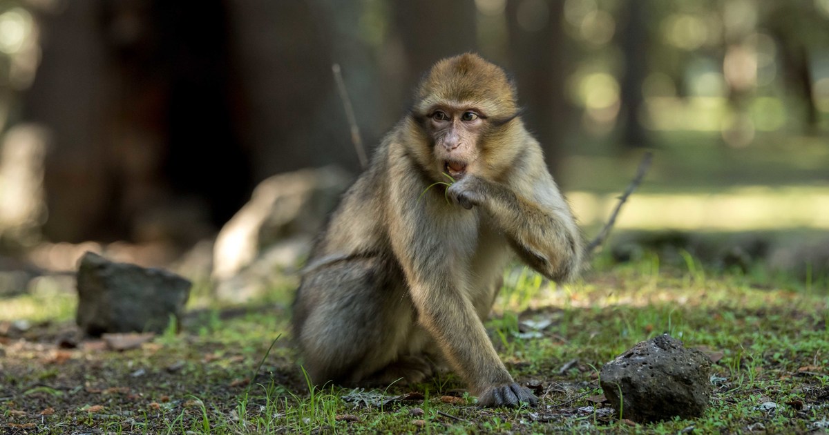 trainings help rescue Barbary macaques | IFAW