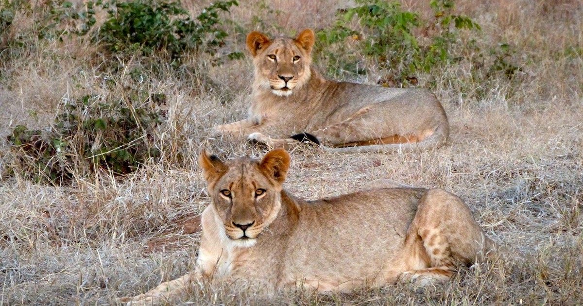 lions on the rise in the Panda Masuie | IFAW