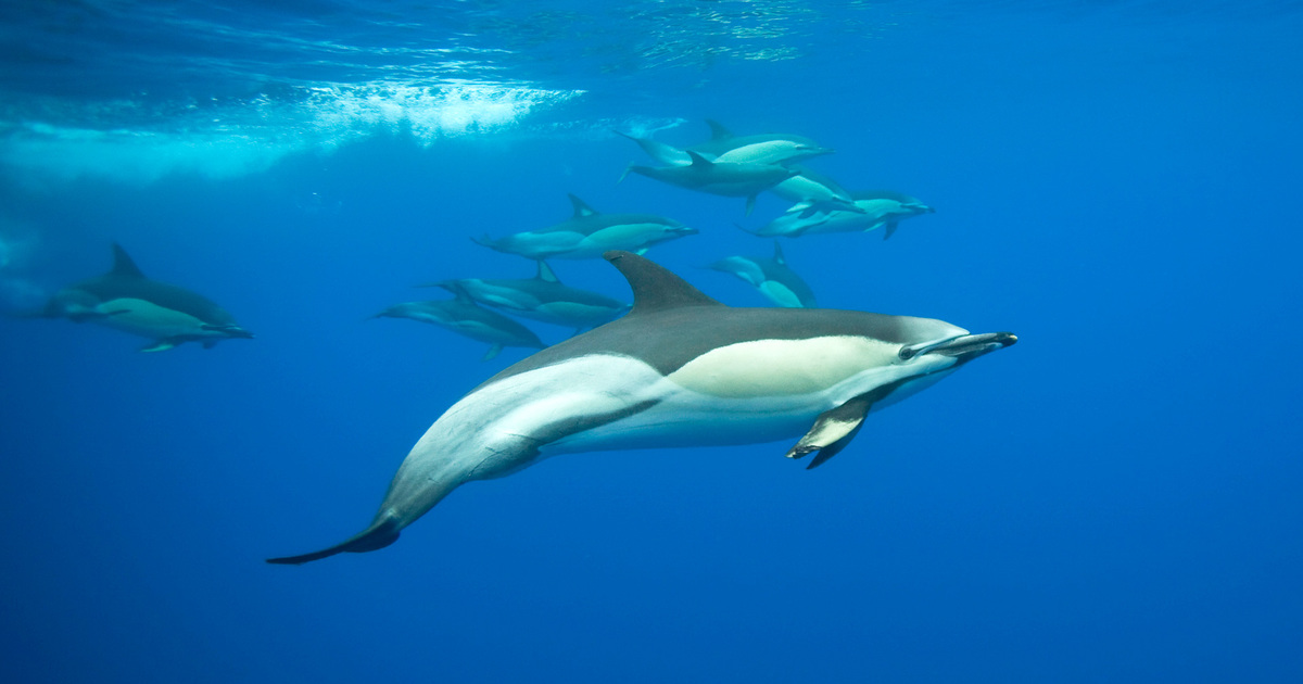 Are dolphins whales? Whales and dolphins compared | IFAW