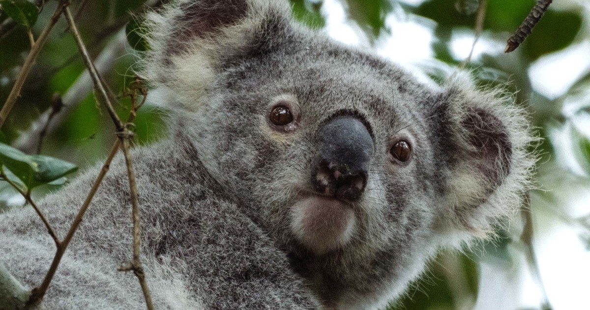 a koala rescue mission in northern New South Wales