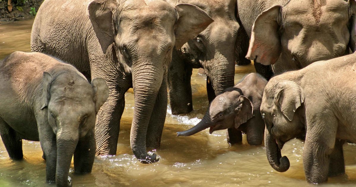 admiring and protecting the Asian elephant, a symbol of luck