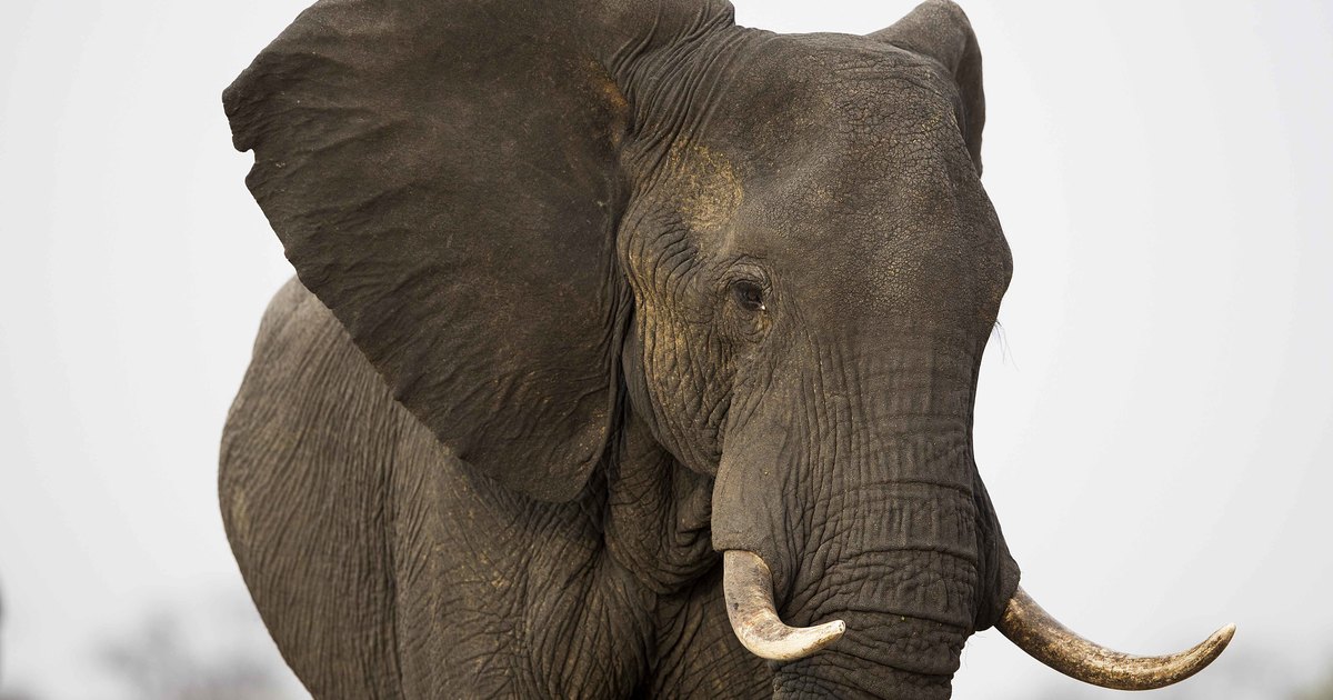 qu’est-ce que l’ivoire ?| IFAW