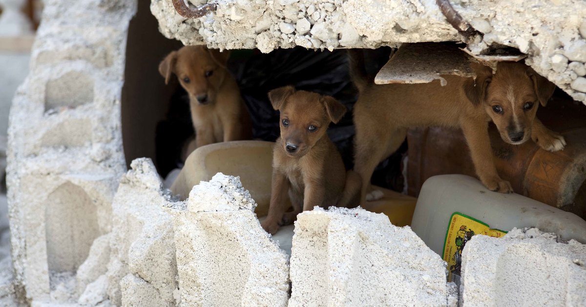 ifaw vient en aide à Haïti après le tremblement de terre de magnitude 7,2