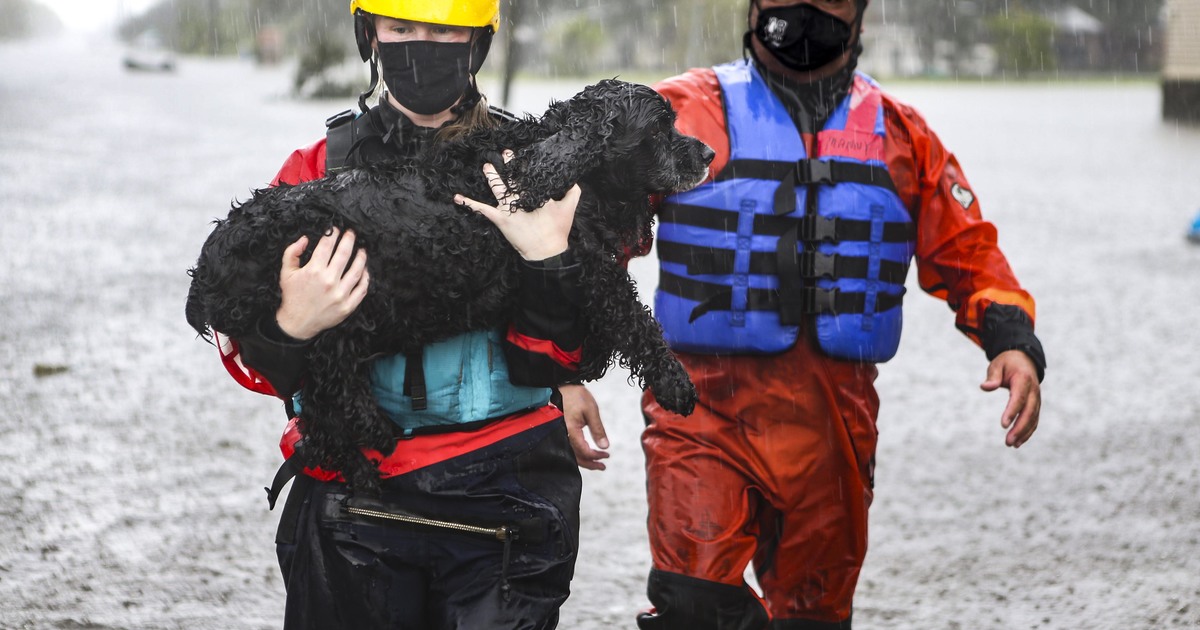 ifaw deploys to Louisiana to rescue animals from Hurricane Ida