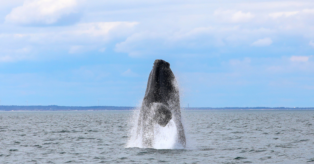Whale facts and FAQs | IFAW
