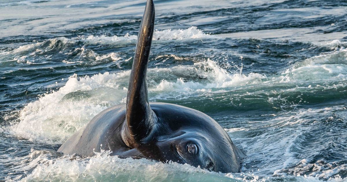The North Atlantic right whale's fight for survival | IFAW