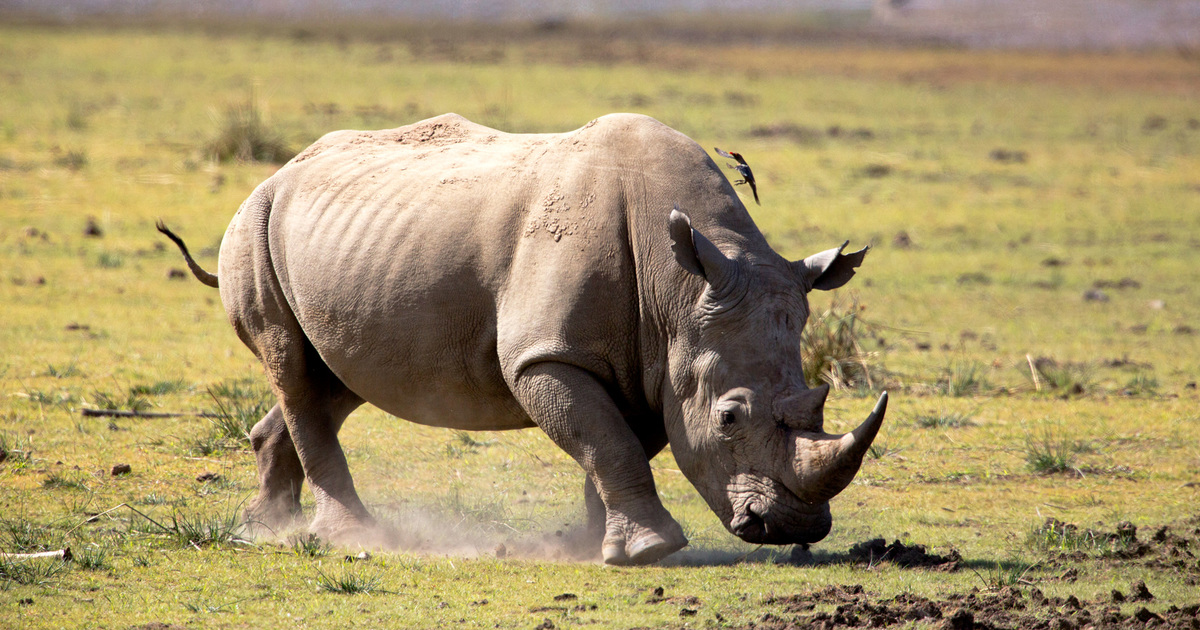 11 fun facts about rhinos | IFAW