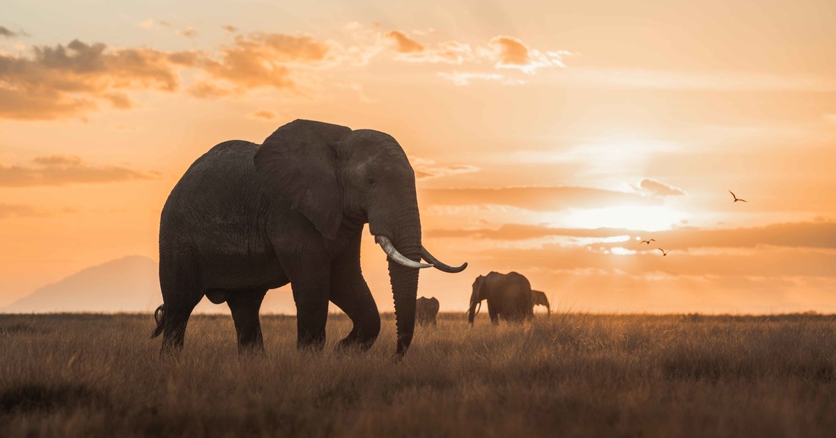 Coordinated efforts to protect the Kitenden Corridor | IFAW