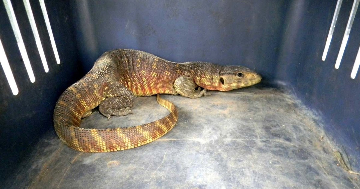 Grant awarded to help confiscated wildlife | IFAW