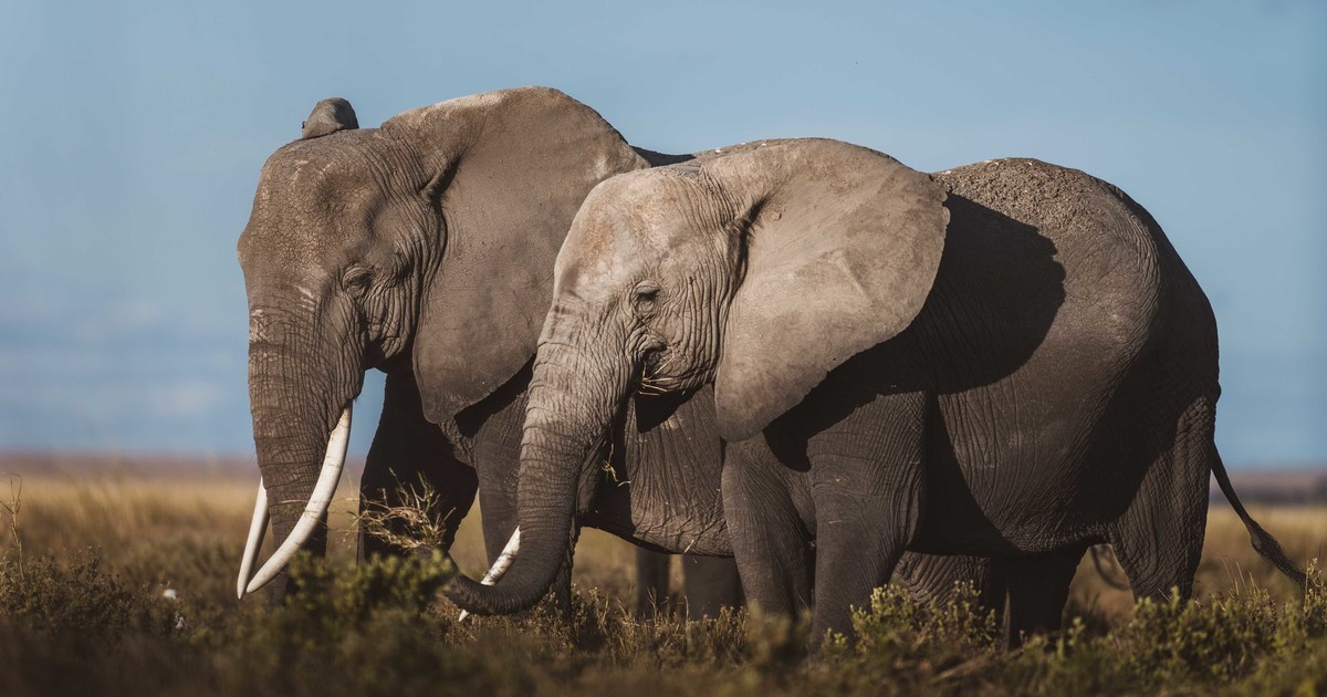 how ivory bans impact species survival on the ground | IFAW