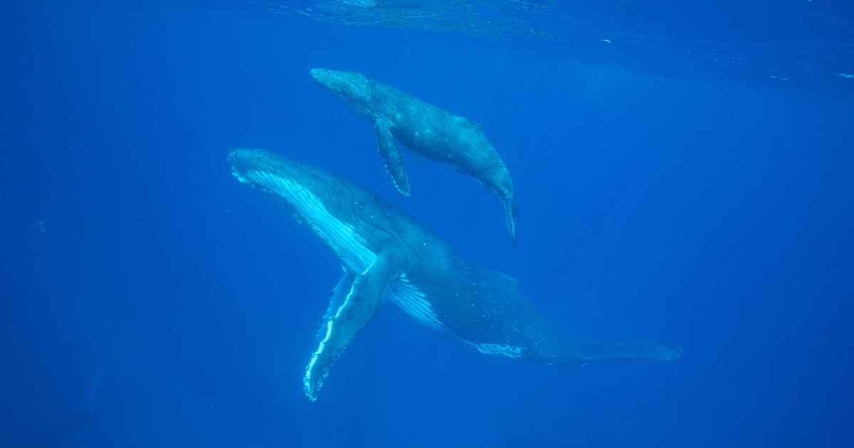 government, corporate giant Shell slated for undersea exploration